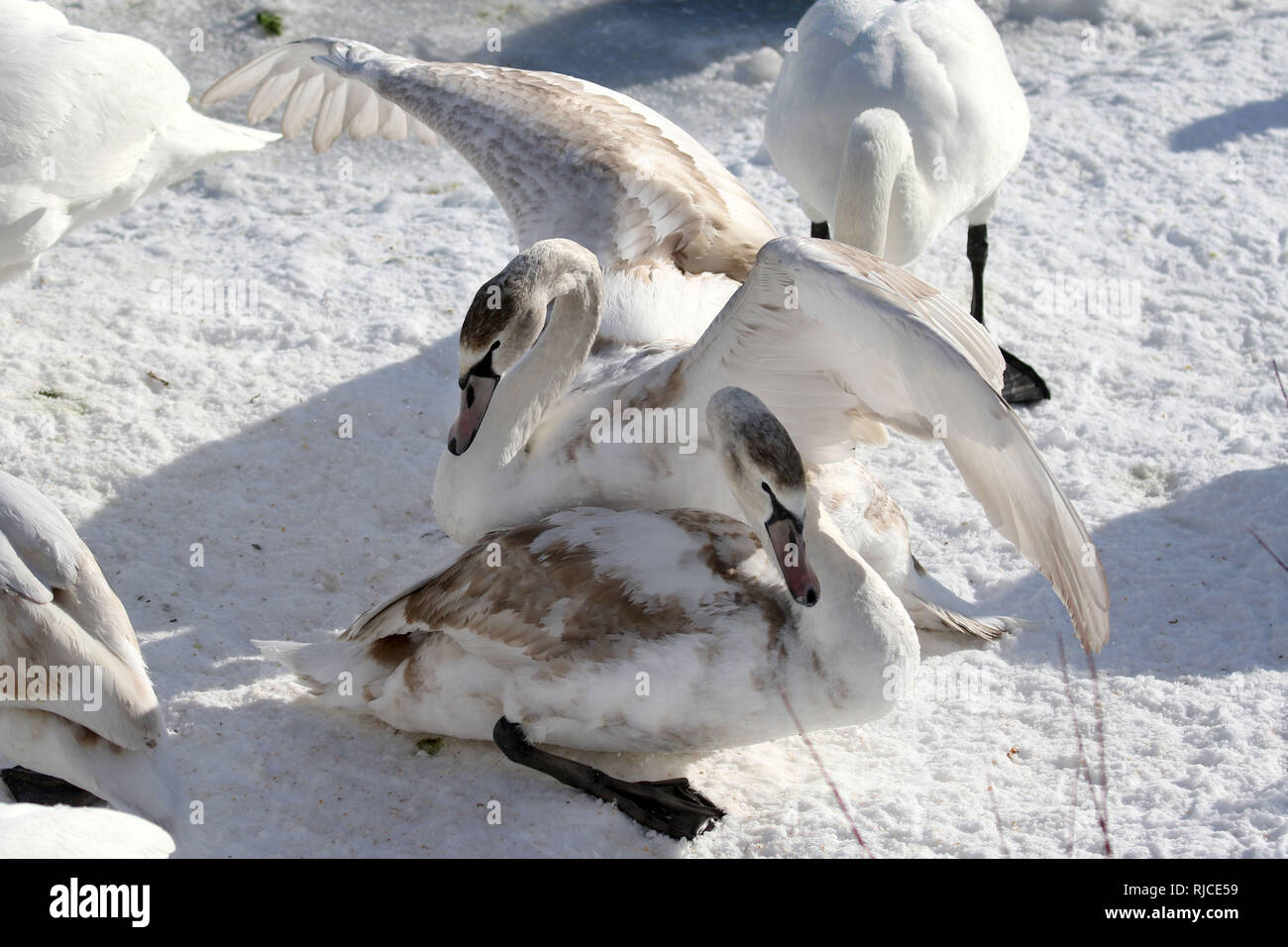 Big crowd of hundreds of swans Stock Photo - Alamy