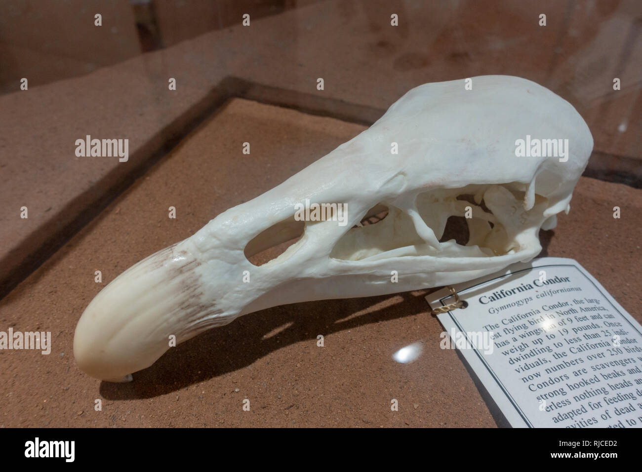 Skull of a California Condor (Gymnogyps californianus) on display in ...