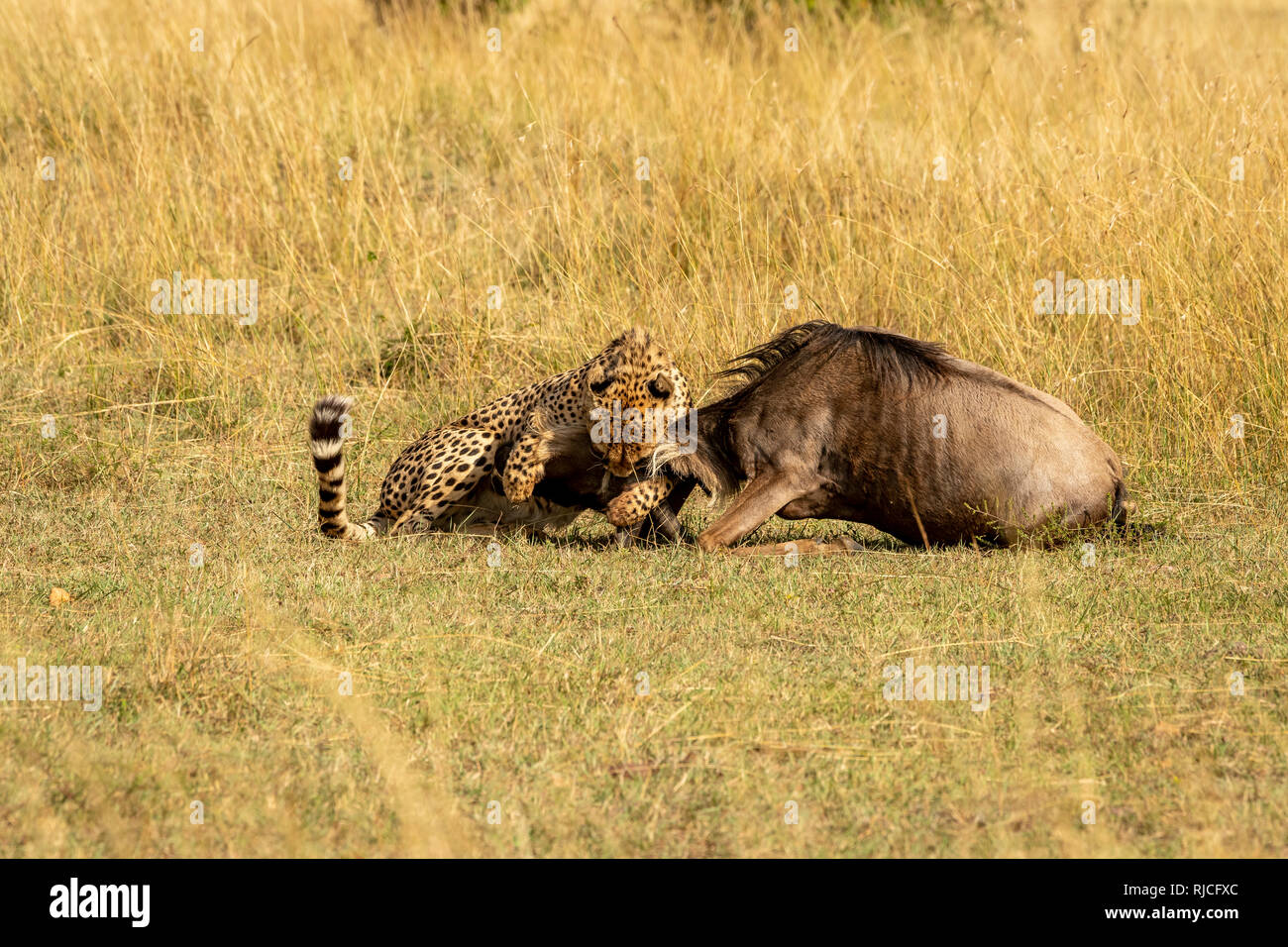 Cheetah killing wildebeeste hi-res stock photography and images - Alamy