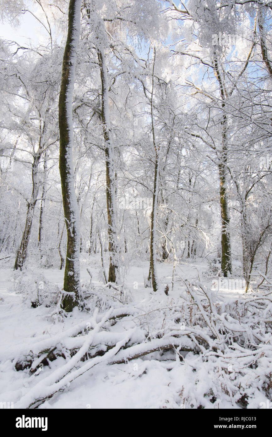 Ludshott common hi-res stock photography and images - Alamy