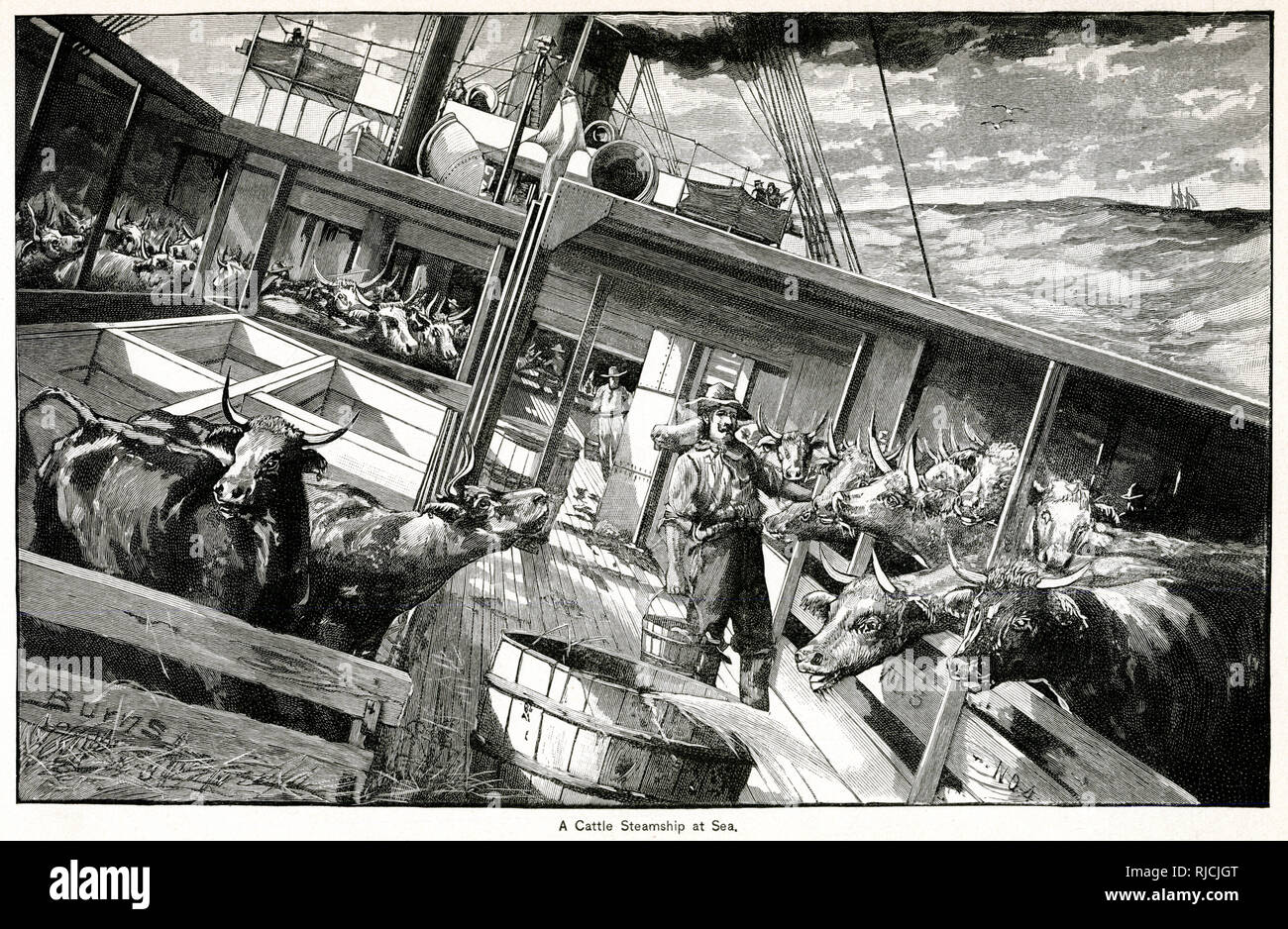 Cattle steamship at sea 1891 Stock Photo - Alamy