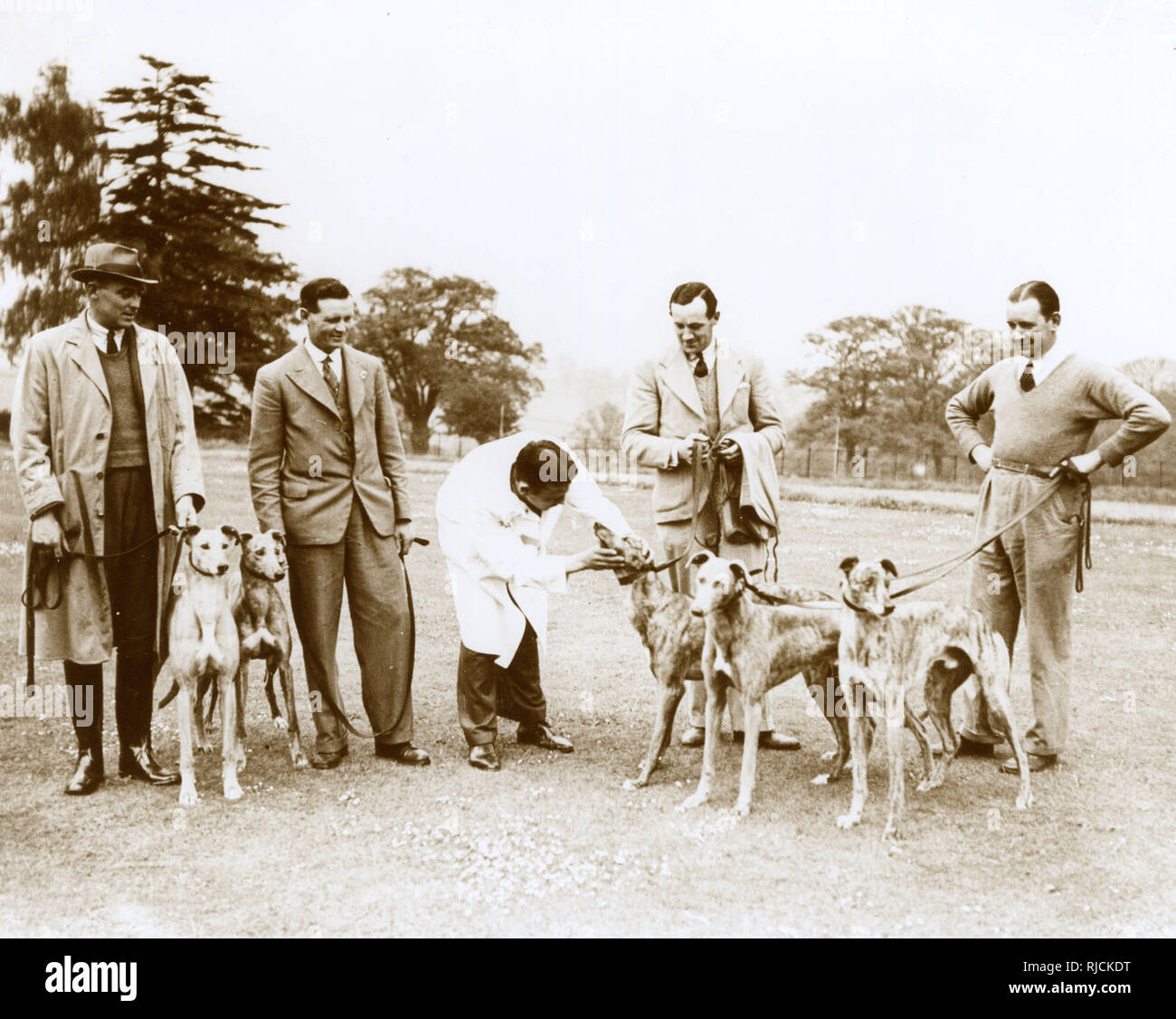 Dog derby hi-res stock photography and images - Alamy