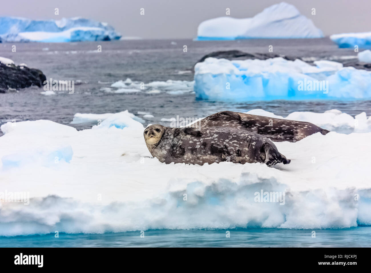 Antarctic fur seals in their environment hi-res stock photography and ...