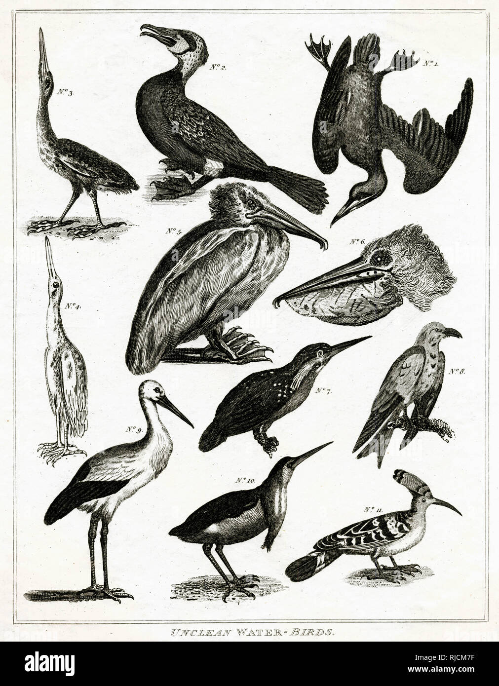 Unclean Water Birds - Judaism Stock Photo - Alamy