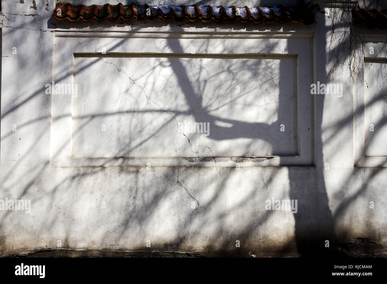 Old cracked wall with a shadow of a tree. Architecture and nature ...