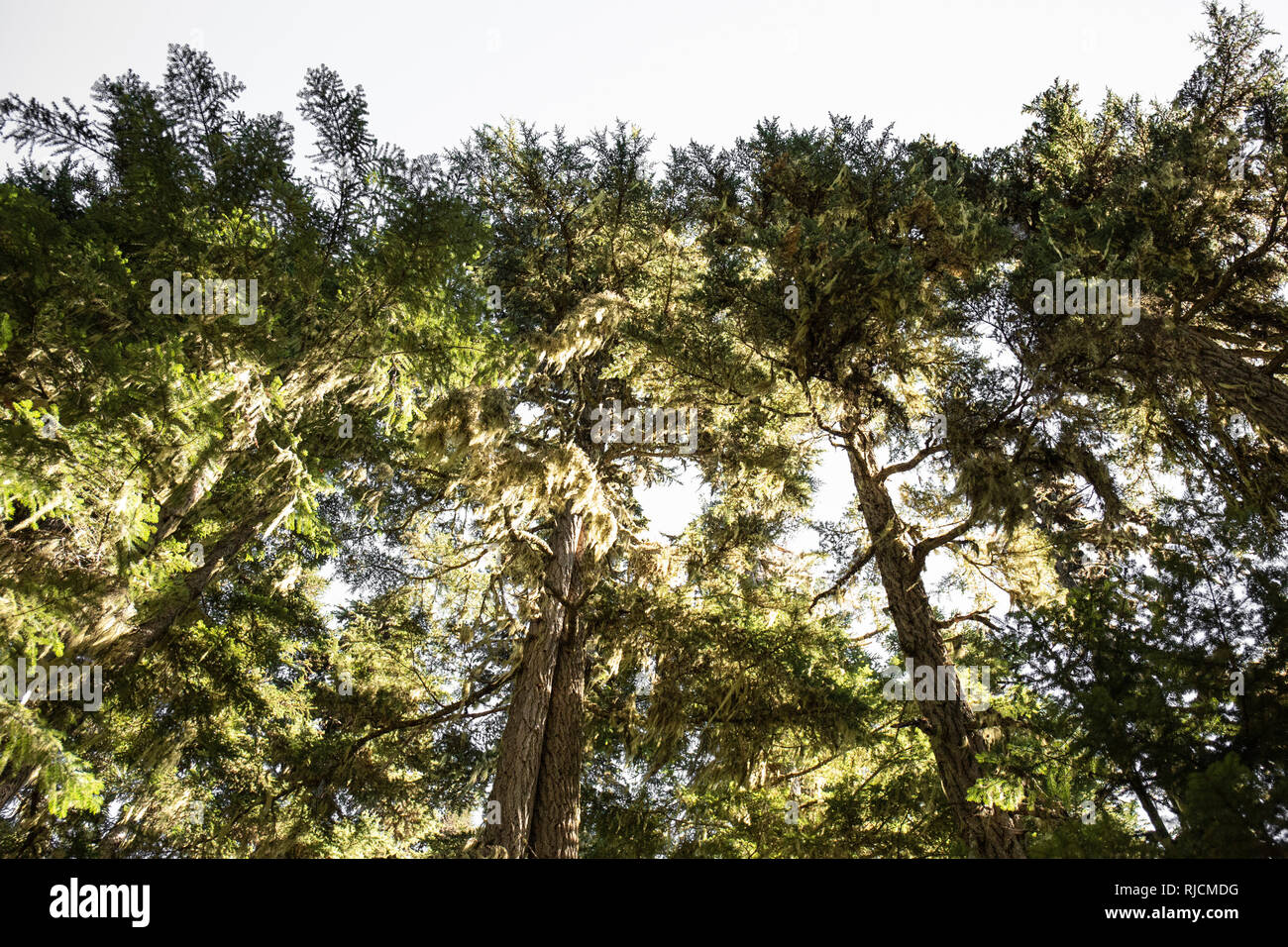 Kanada, British Columbia, Garibaldi Provincial Park, Nadelb√§ume Stock Photo - Alamy