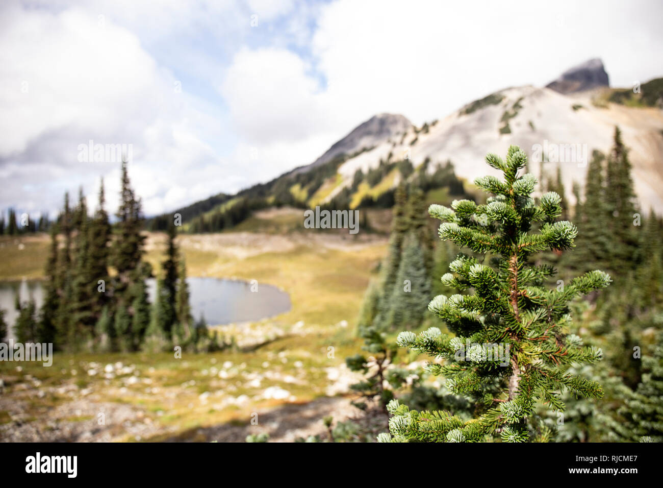 Kanada, British Columbia, Garibaldi Provincial Park, Panorama Ridge ...
