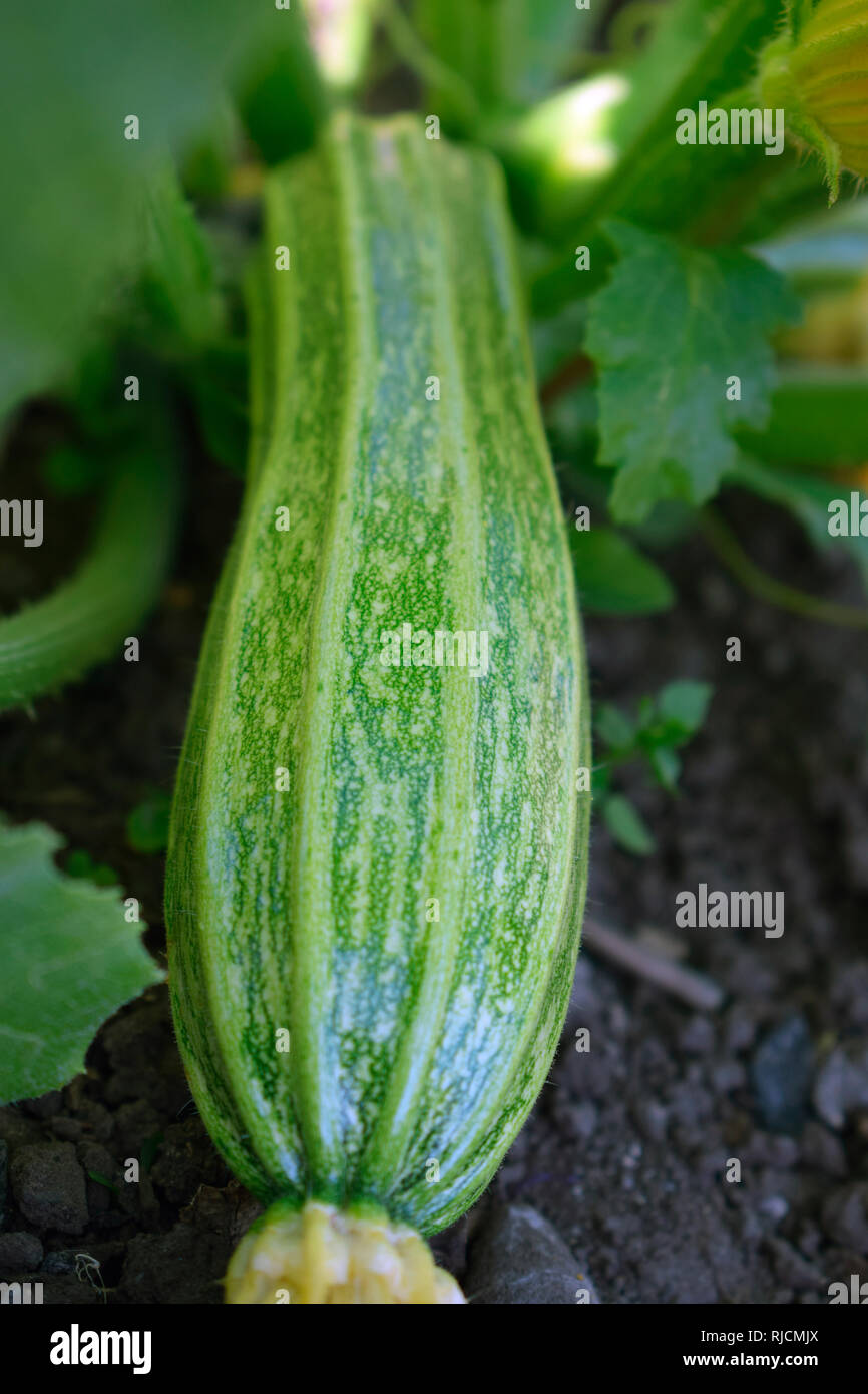 Courgette and zucchini hi-res stock photography and images - Alamy