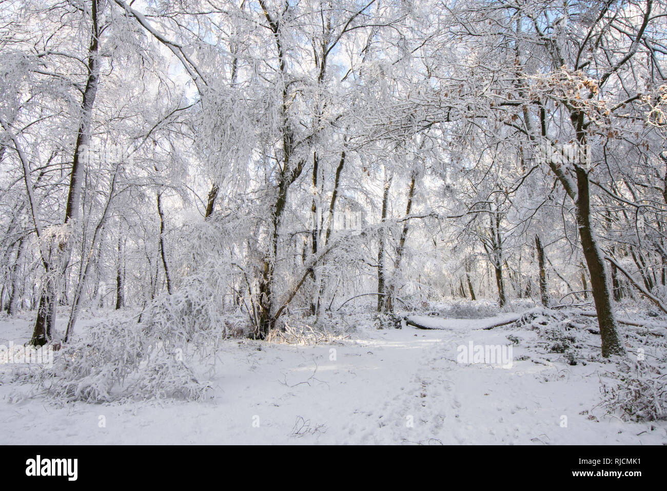 Ludshott common hi-res stock photography and images - Alamy