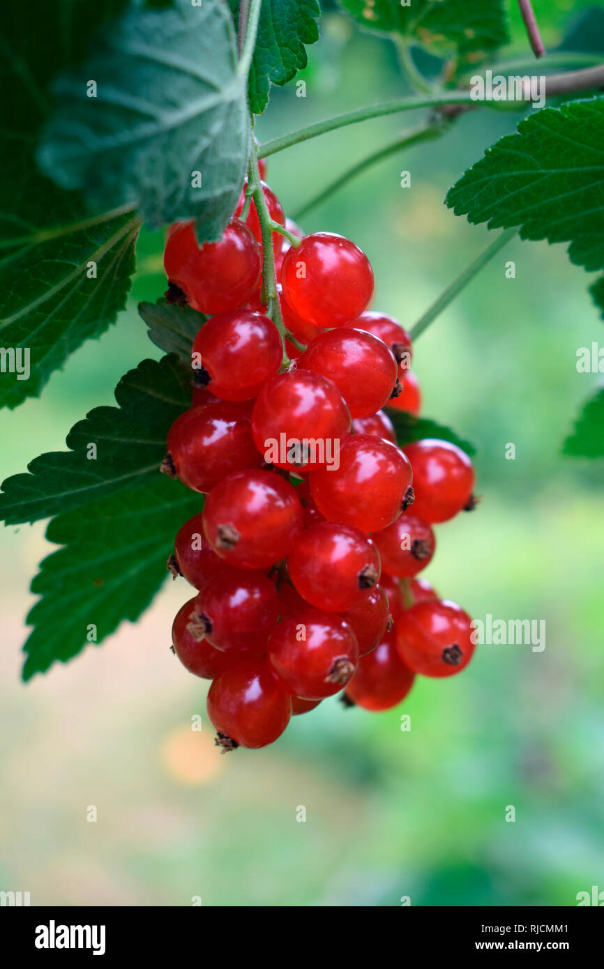 Redcurrant's on bush Stock Photo - Alamy