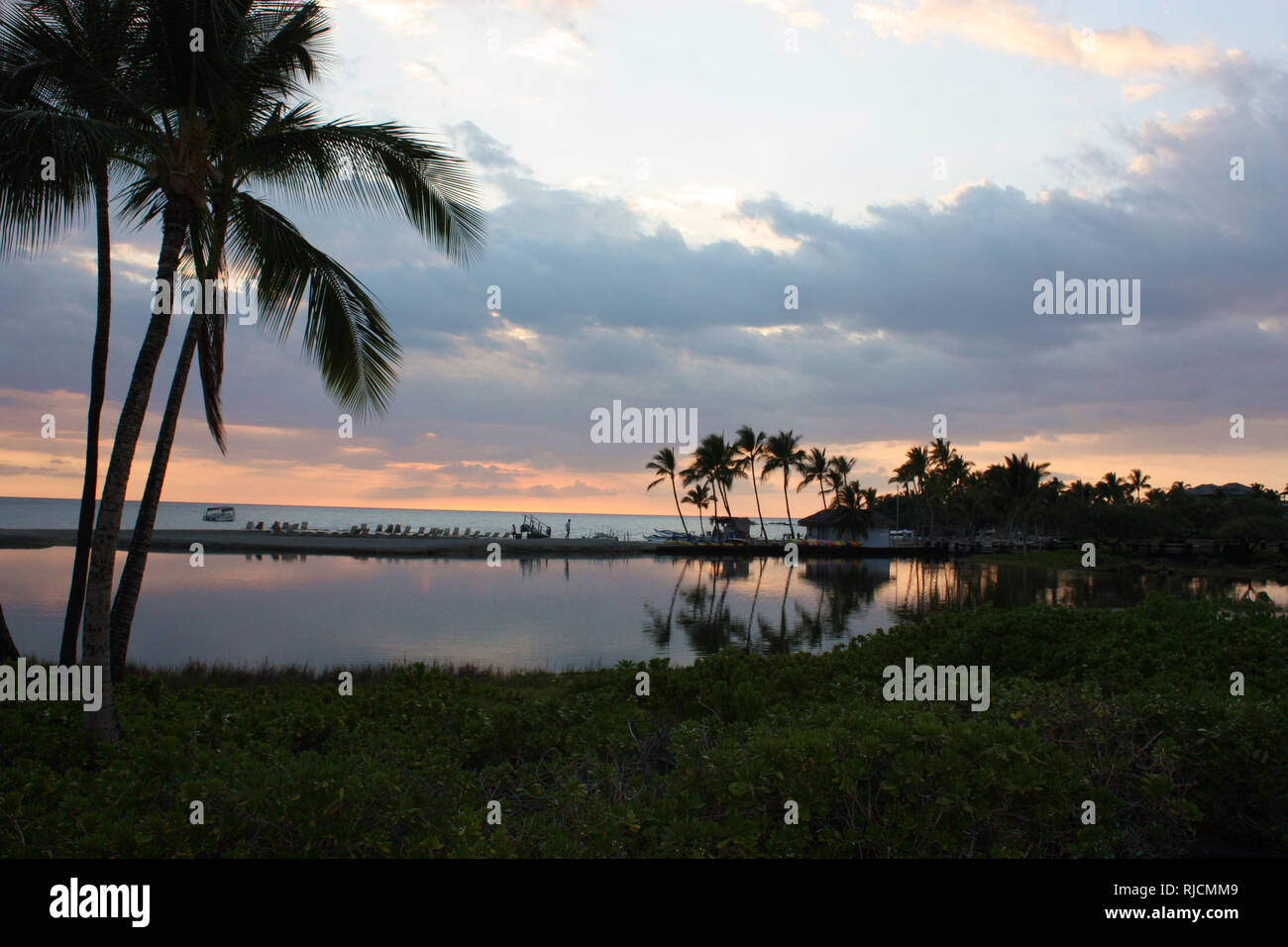 Tropical plants growing in front of a lake which is reflectinng the ...
