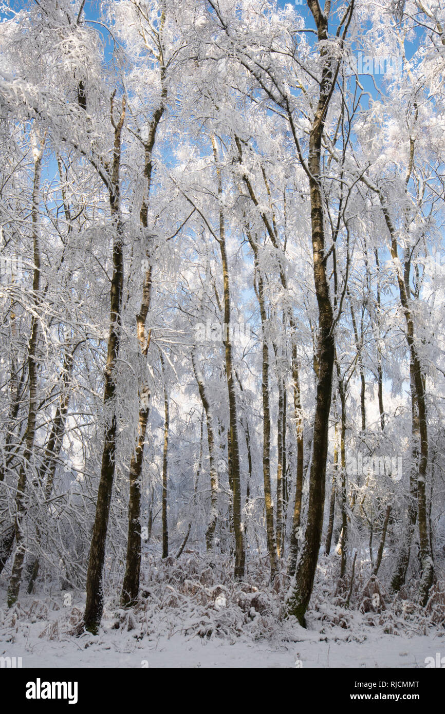 Ludshott common hi-res stock photography and images - Alamy