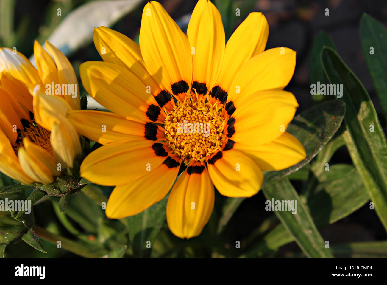 Sunshine summer flower hi-res stock photography and images - Alamy