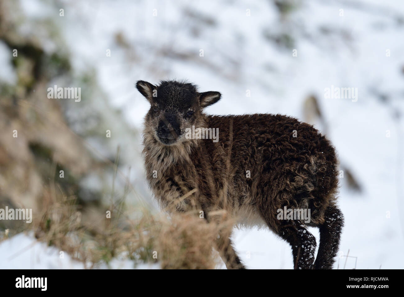 Portrait of a wild lamb outside on a snowy day in Cheddar gorge in ...