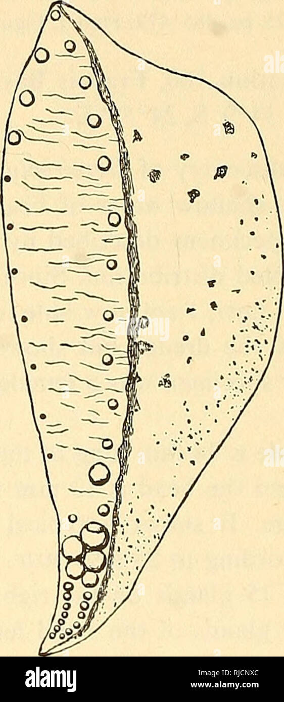 . The Cephalopoda. Cephalopoda. figure 33. Hemisepius typieus Steenstr ...