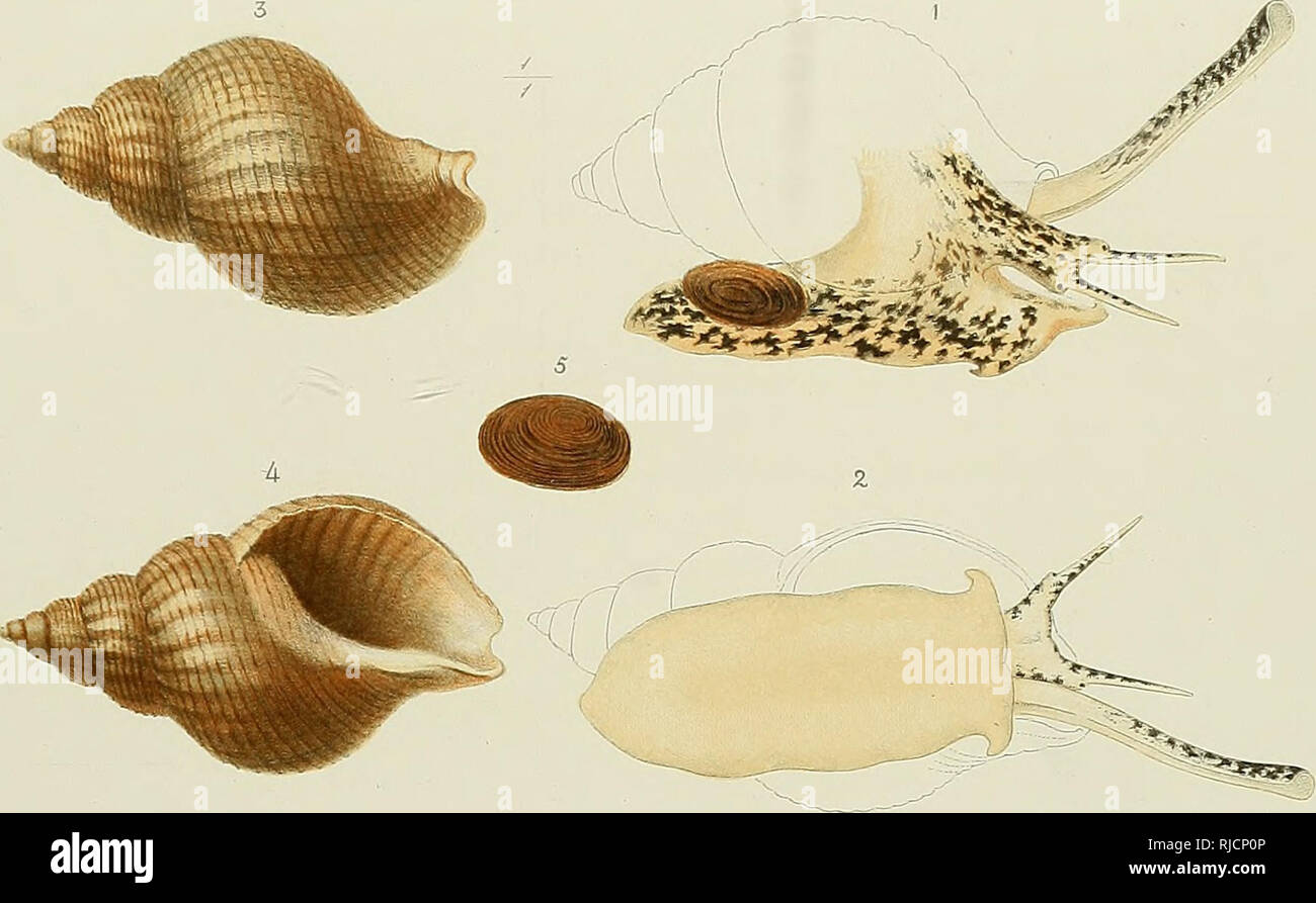 August 1822 1908 hi-res stock photography and images - Alamy