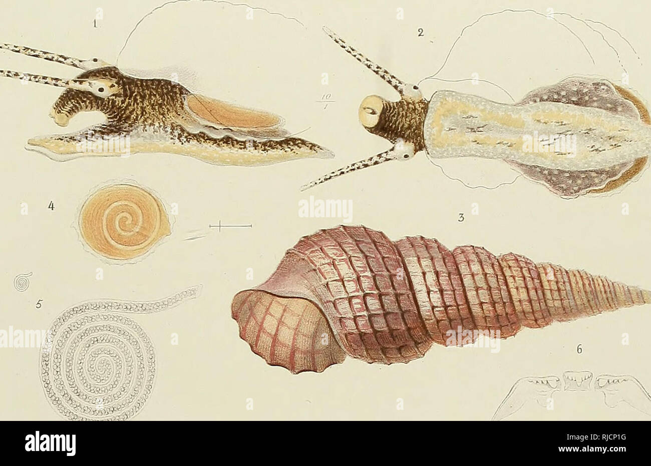 August 1822 1908 hi-res stock photography and images - Alamy