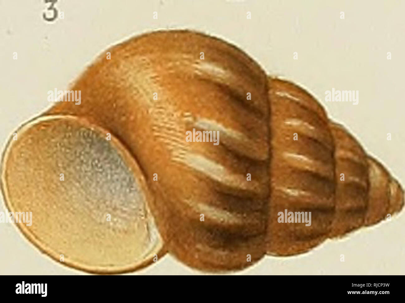 . Fauna der Kieler bucht. Mollusks; Bivalves; Opisthobranchia ...