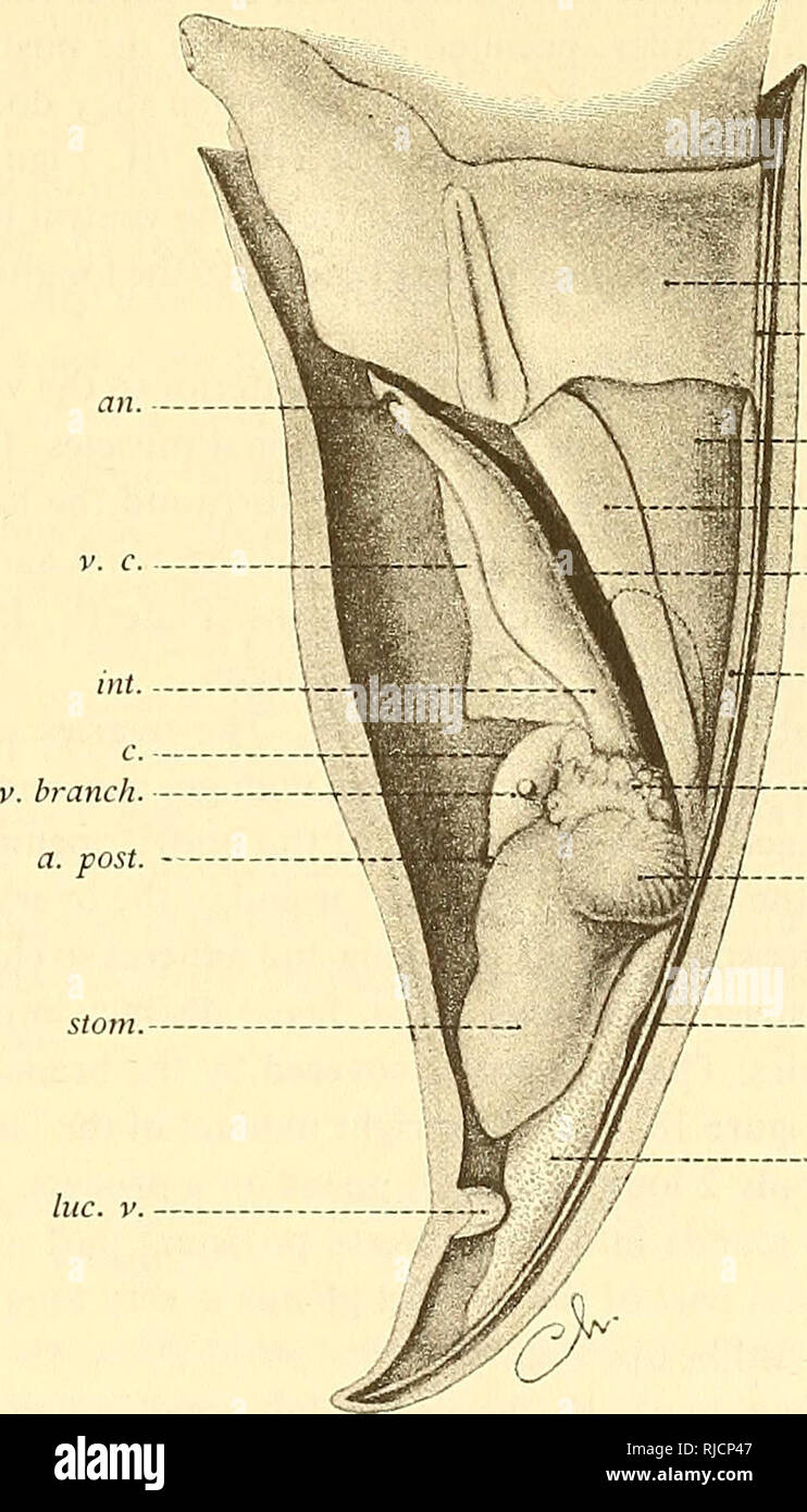 . The Cephalopoda. Cephalopoda. Oegopsida: Enoploteuthidae vena cava ...