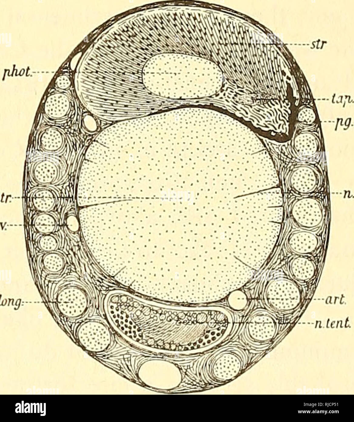 . The Cephalopoda. Cephalopoda. Oegopsida 50 Trimorphic organs A bralia ...