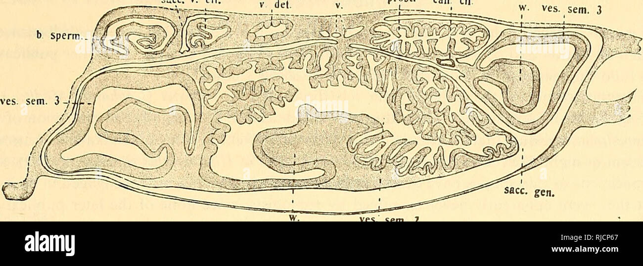 . The Cephalopoda. Cephalopoda. Oegopsida sacc; v. etl prost. can cil ...