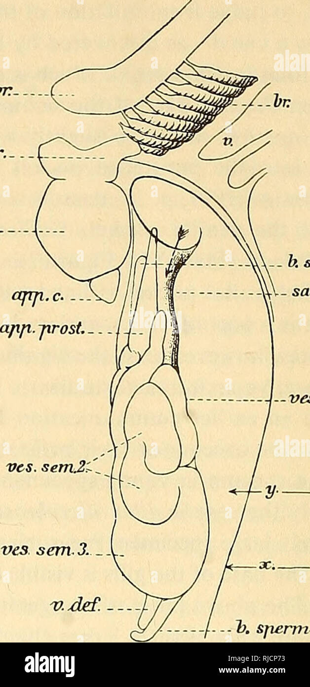 . The Cephalopoda. Cephalopoda. C. Chun v. tr a.Tjr. c.br. figure 12 ...