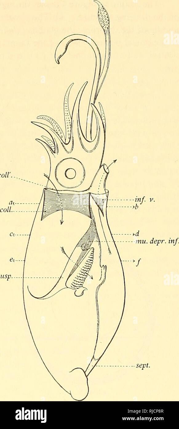 . The Cephalopoda. Cephalopoda. spirac coll. tnu. depr. inf. d. susp ...