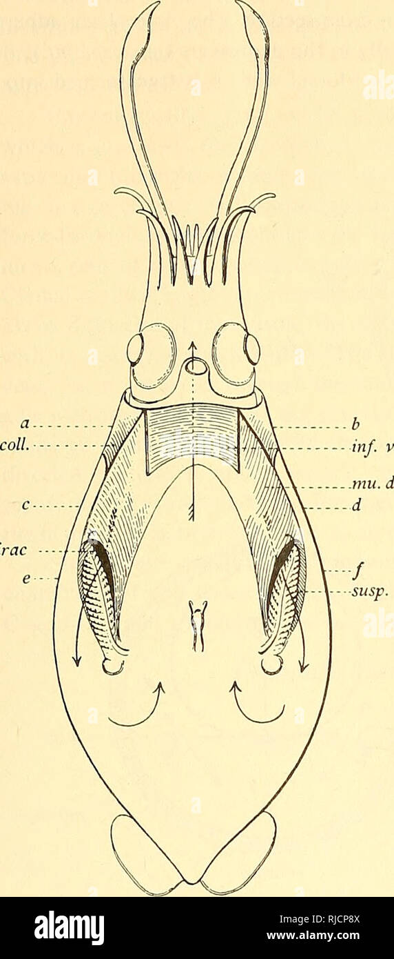 . The Cephalopoda. Cephalopoda. Oegopsida in their entire width. They ...