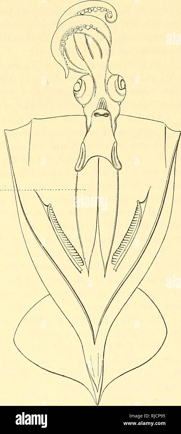 . The Cephalopoda. Cephalopoda. Oegopsida funnel. These musculi ...