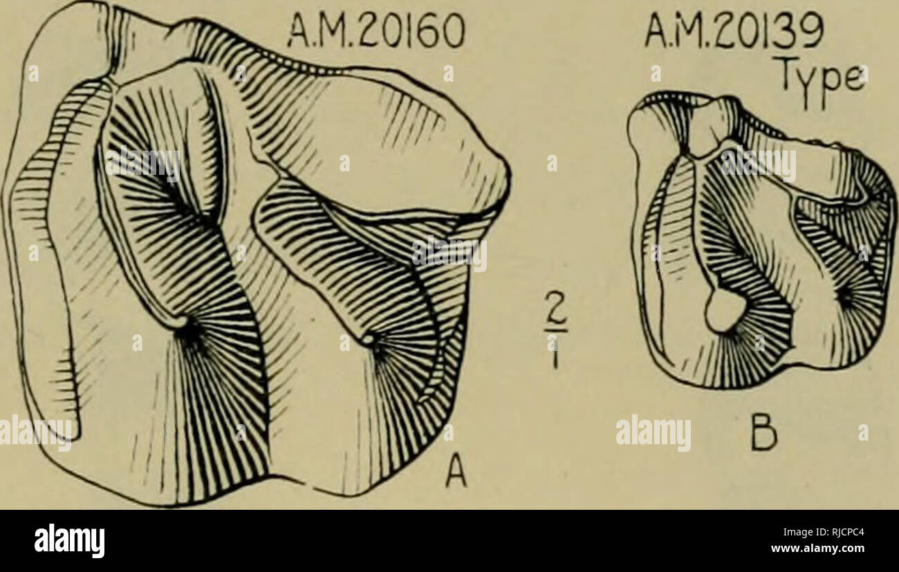 . Central Asiatic Expeditions of the American Museum of Natural History ...