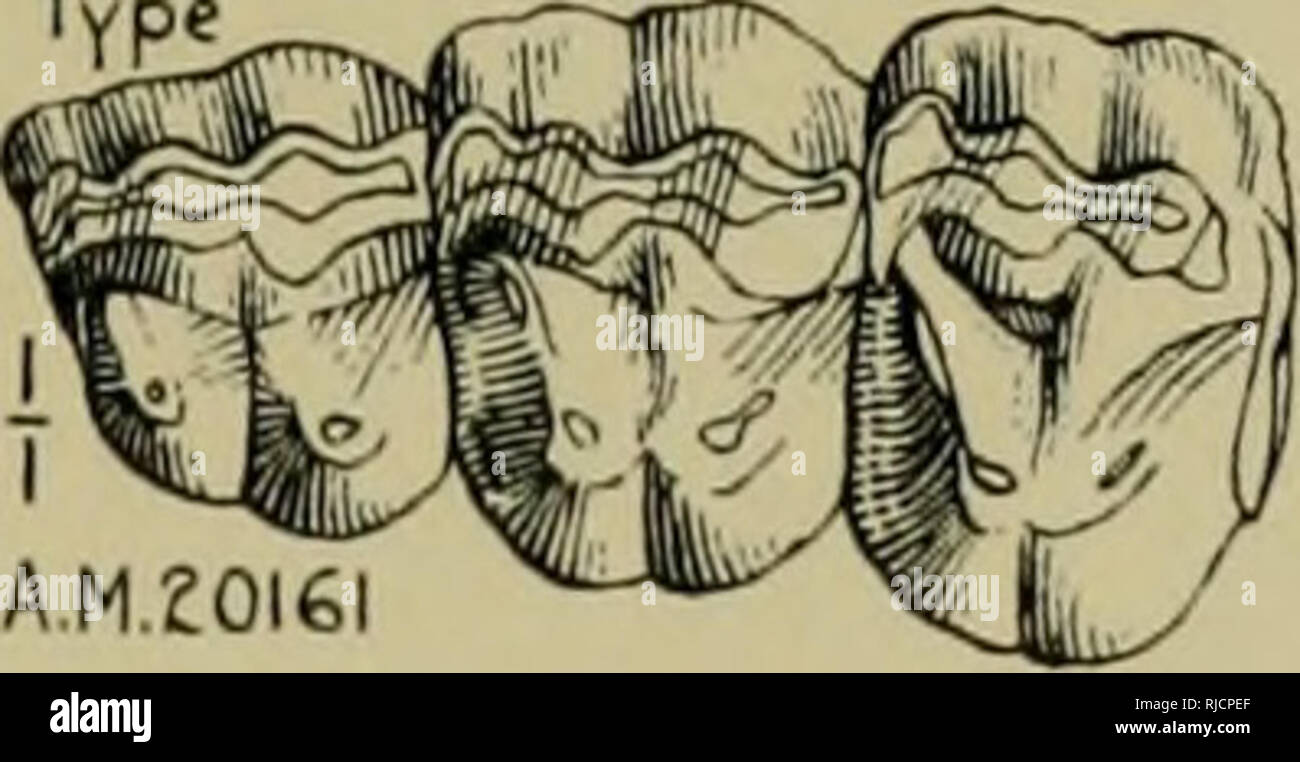 Upper jaw fragment hi-res stock photography and images - Alamy