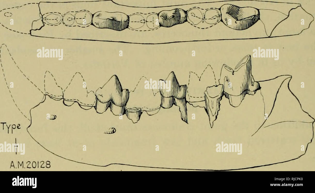 . Central Asiatic Expeditions of the American Museum of Natural History ...