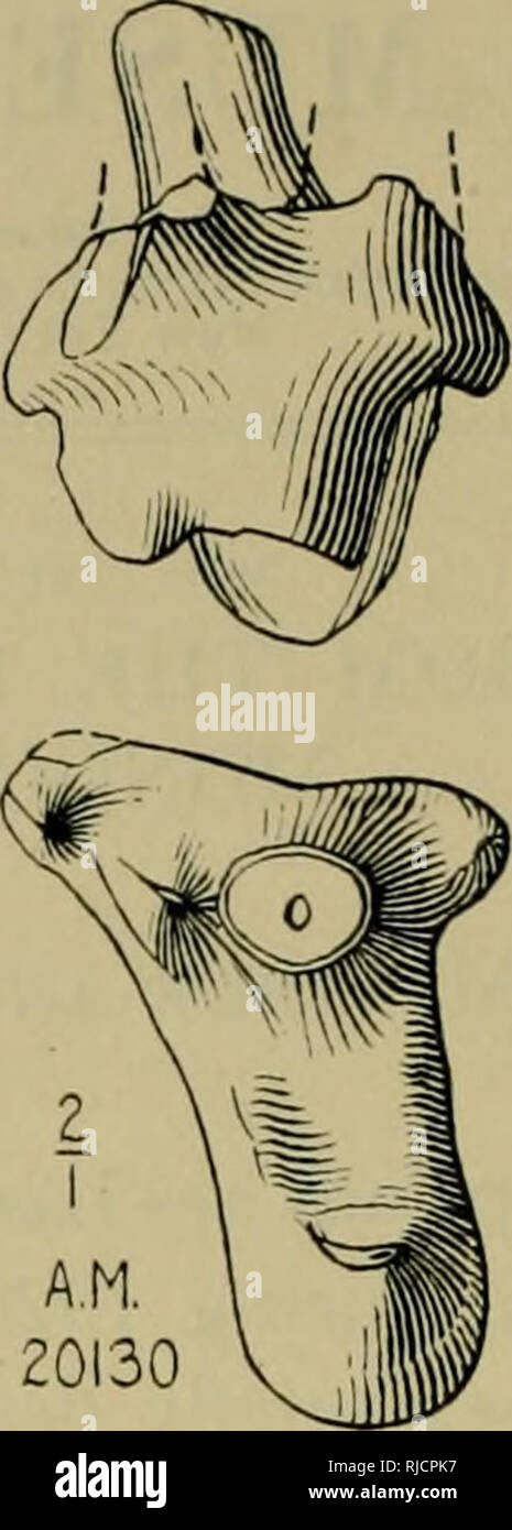 . Central Asiatic Expeditions of the American Museum of Natural History ...