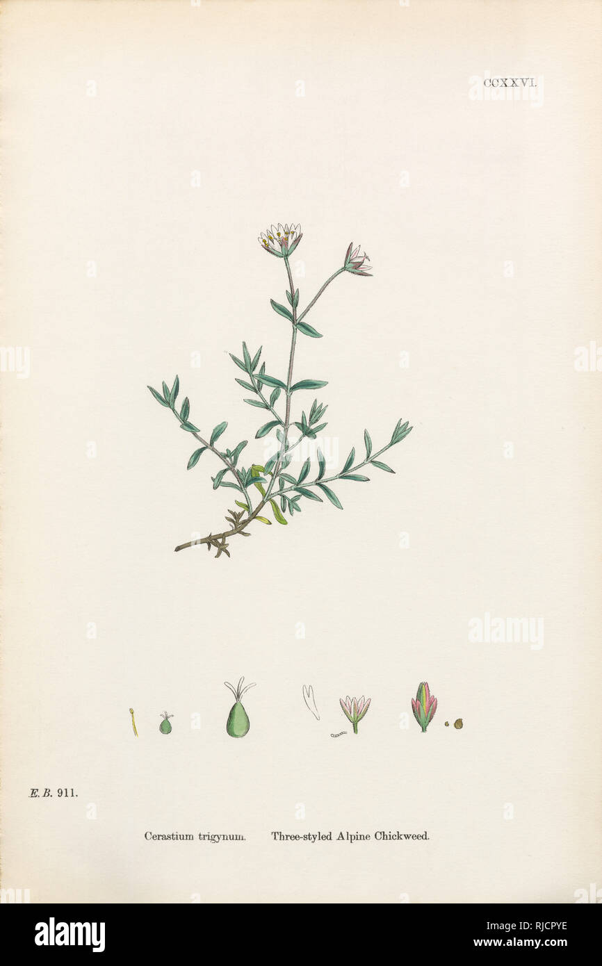 Antique Hand-Colored English Victorian Botanical Illustration, Circa ...