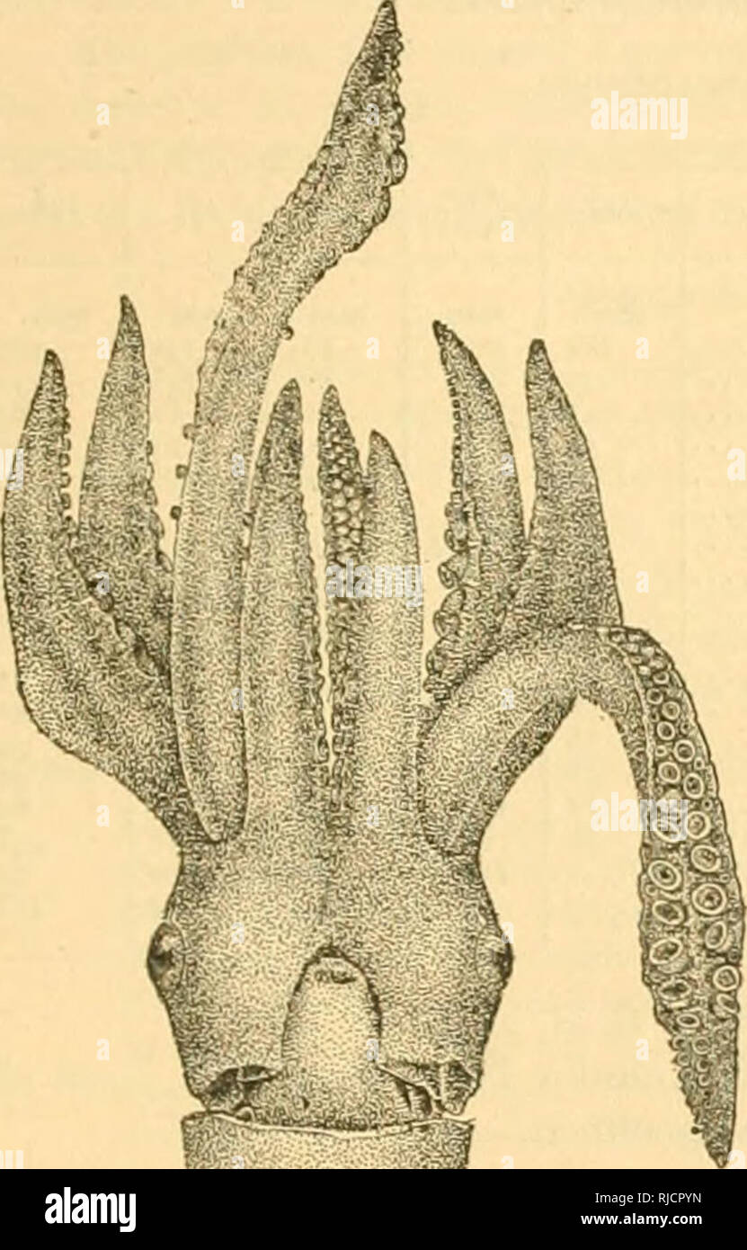 . The Cephalopoda of the Hawaiian Islands. Cephalopoda; Mollusks ...