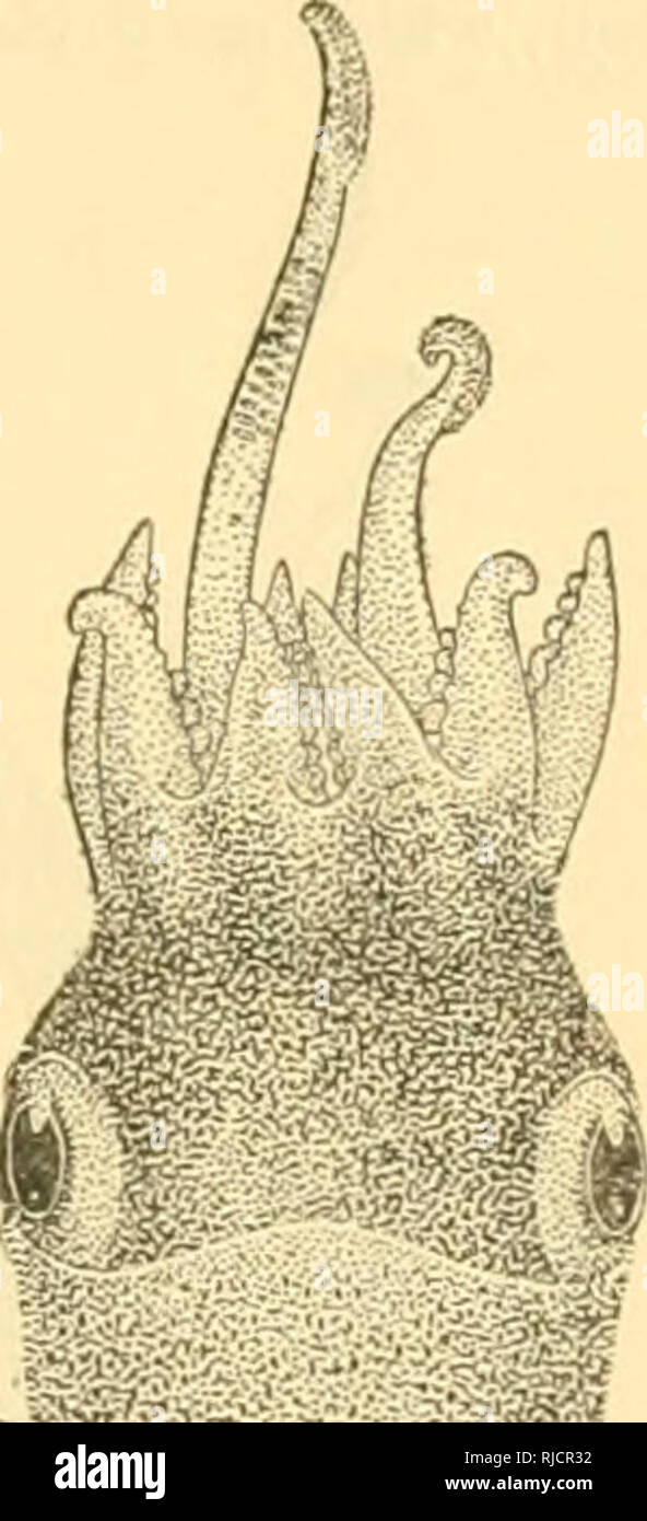 . The Cephalopoda of the Hawaiian Islands. Cephalopoda; Mollusks ...