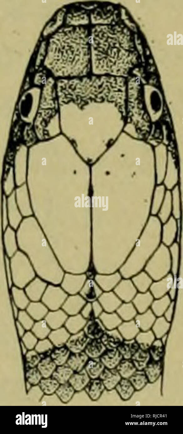 Futsingensis hi-res stock photography and images - Alamy