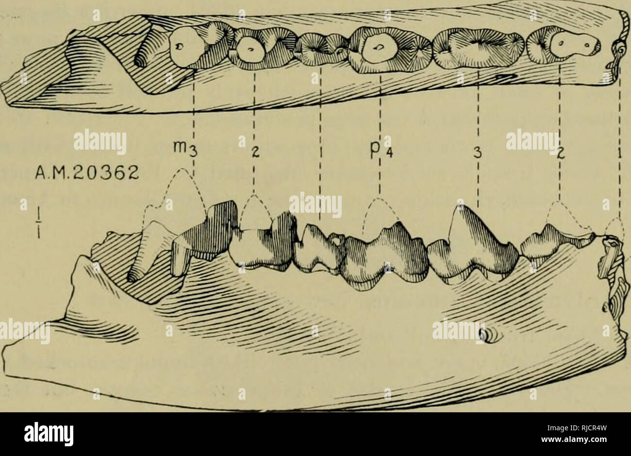Roy chapman andrews and walter granger hi-res stock photography and ...
