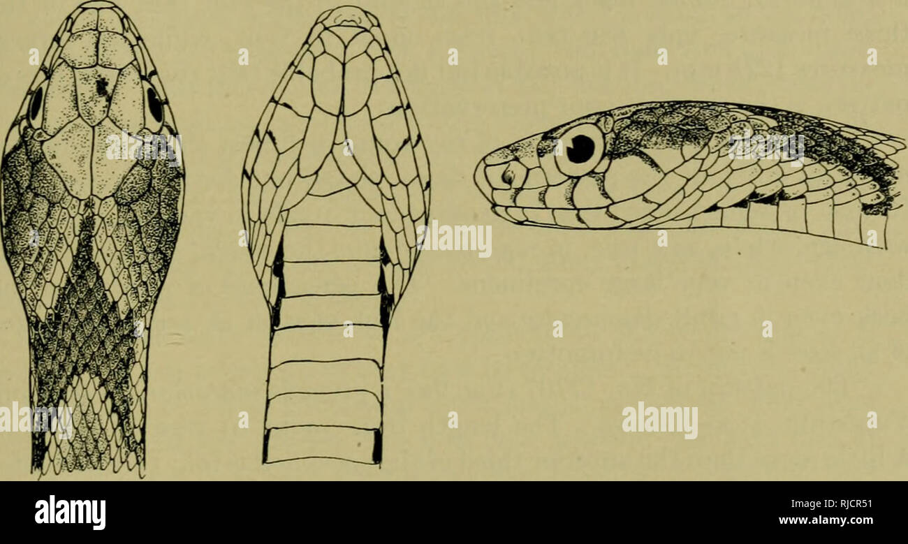 Roy chapman andrews and walter granger hi-res stock photography and ...