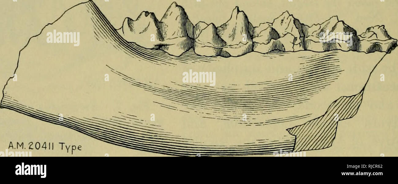 . Central Asiatic Expeditions of the American Museum of Natural History ...