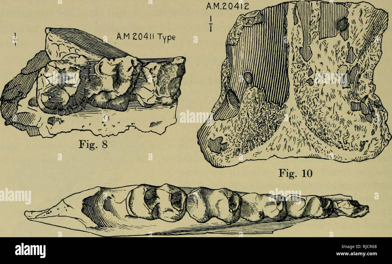 . Central Asiatic Expeditions of the American Museum of Natural History ...