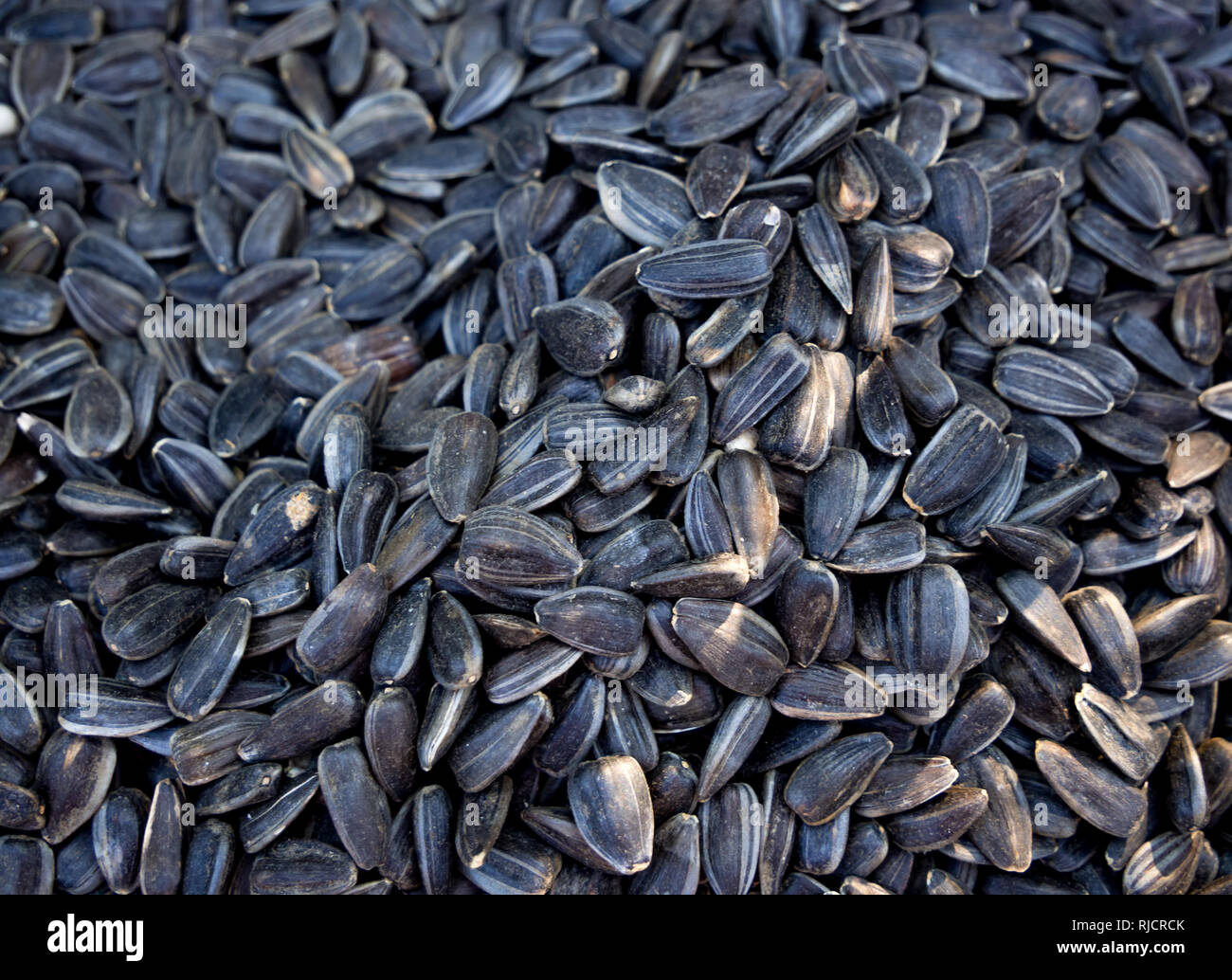 Background from scattered on the table of fried sunflower seeds Stock ...