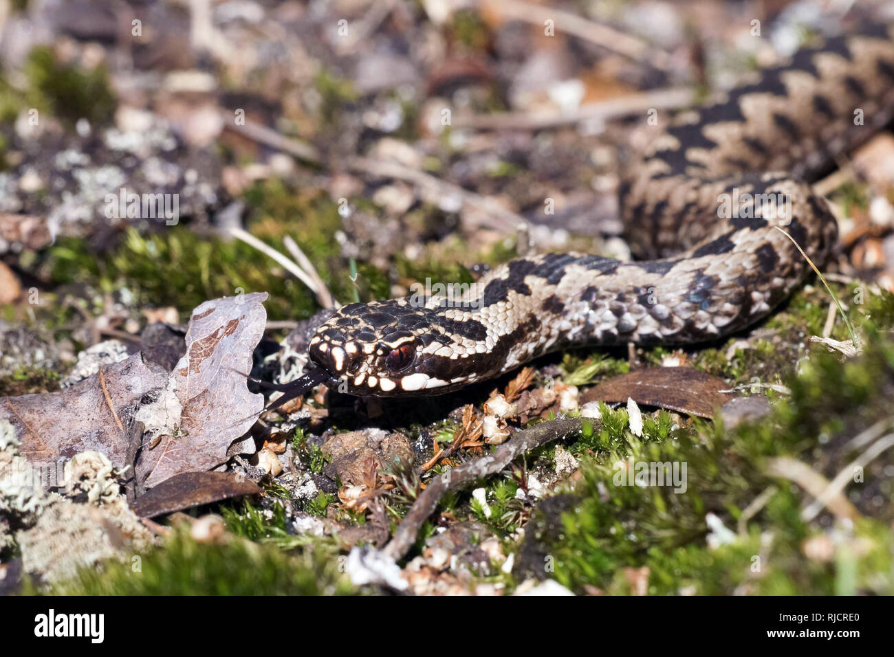 Venomous viper hi-res stock photography and images - Alamy