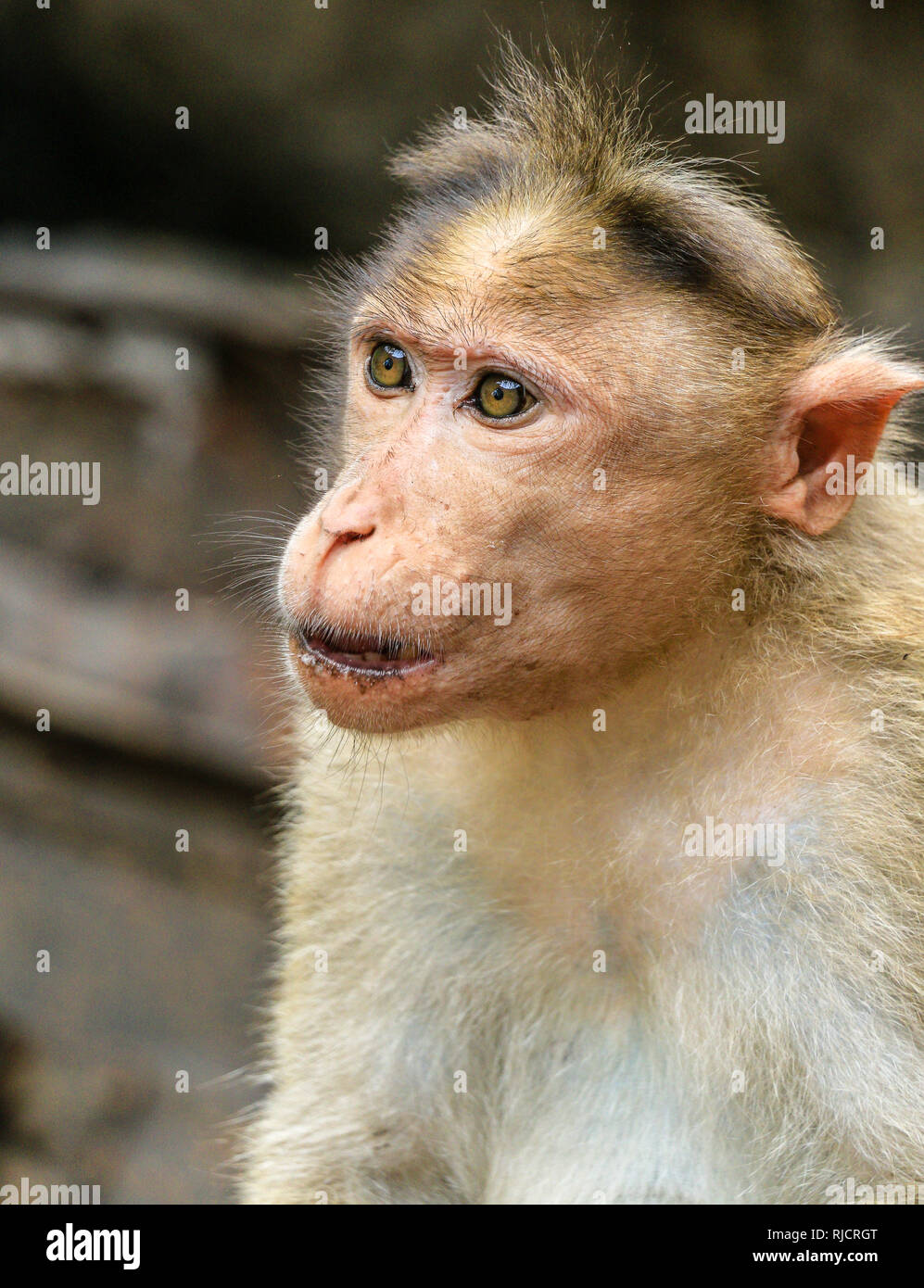 Macaca radiata hi-res stock photography and images - Alamy