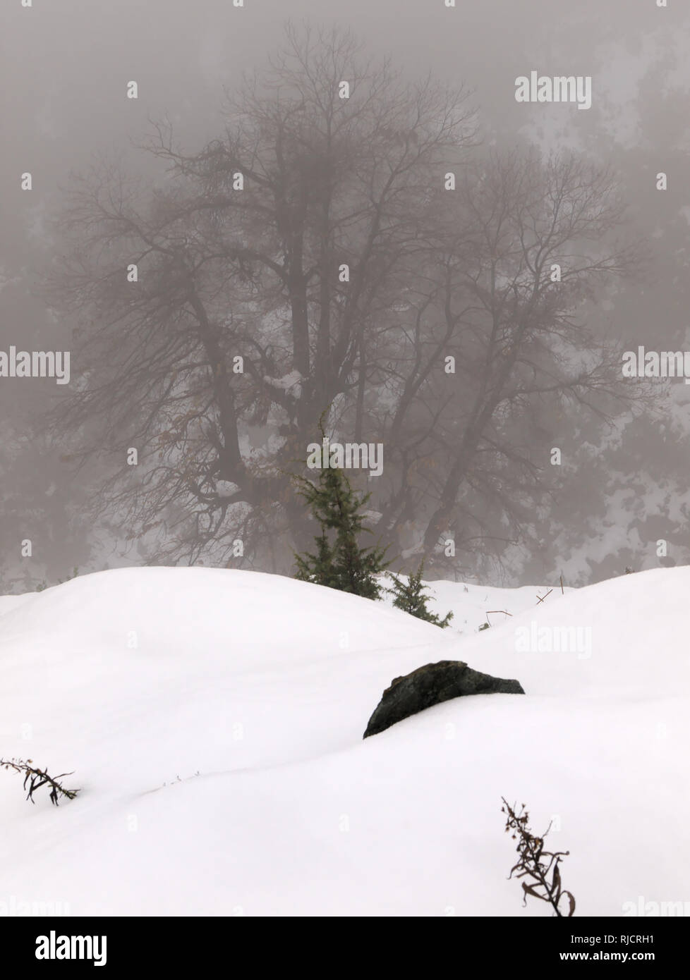 Alone tree snow hi-res stock photography and images - Alamy