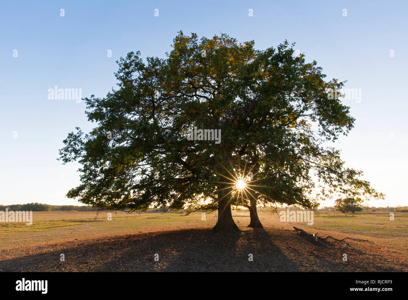 English Oak Tree High Resolution Stock Photography and Images - Alamy