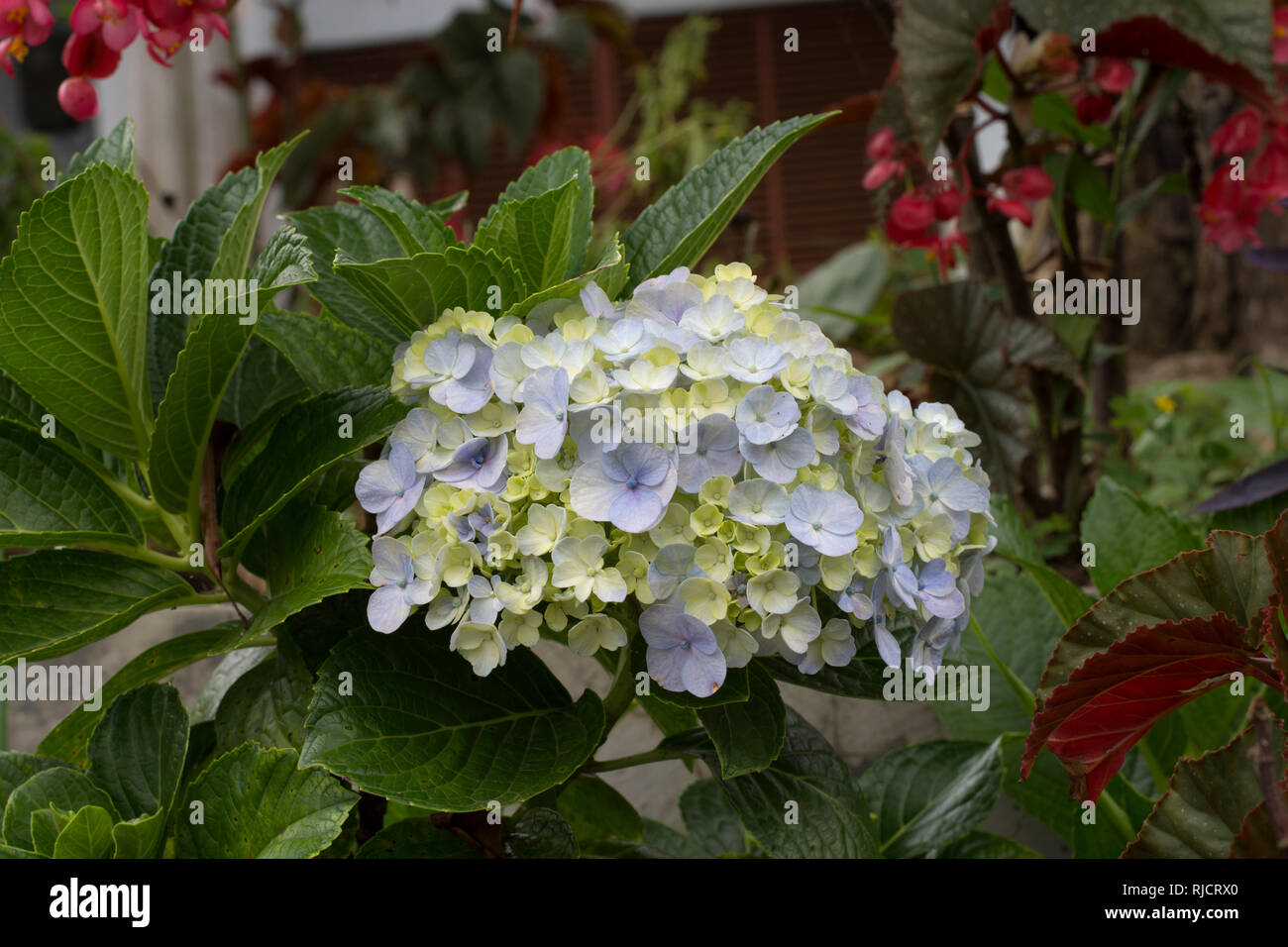 Hydrangea flower plant Stock Photo - Alamy