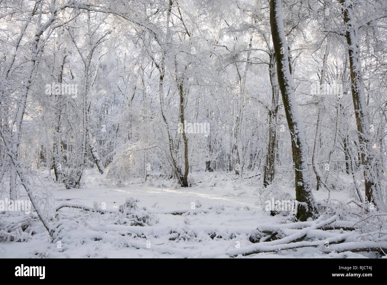 Ludshott Common, heavy snow cover of trees, blue sky, January, Surrey ...
