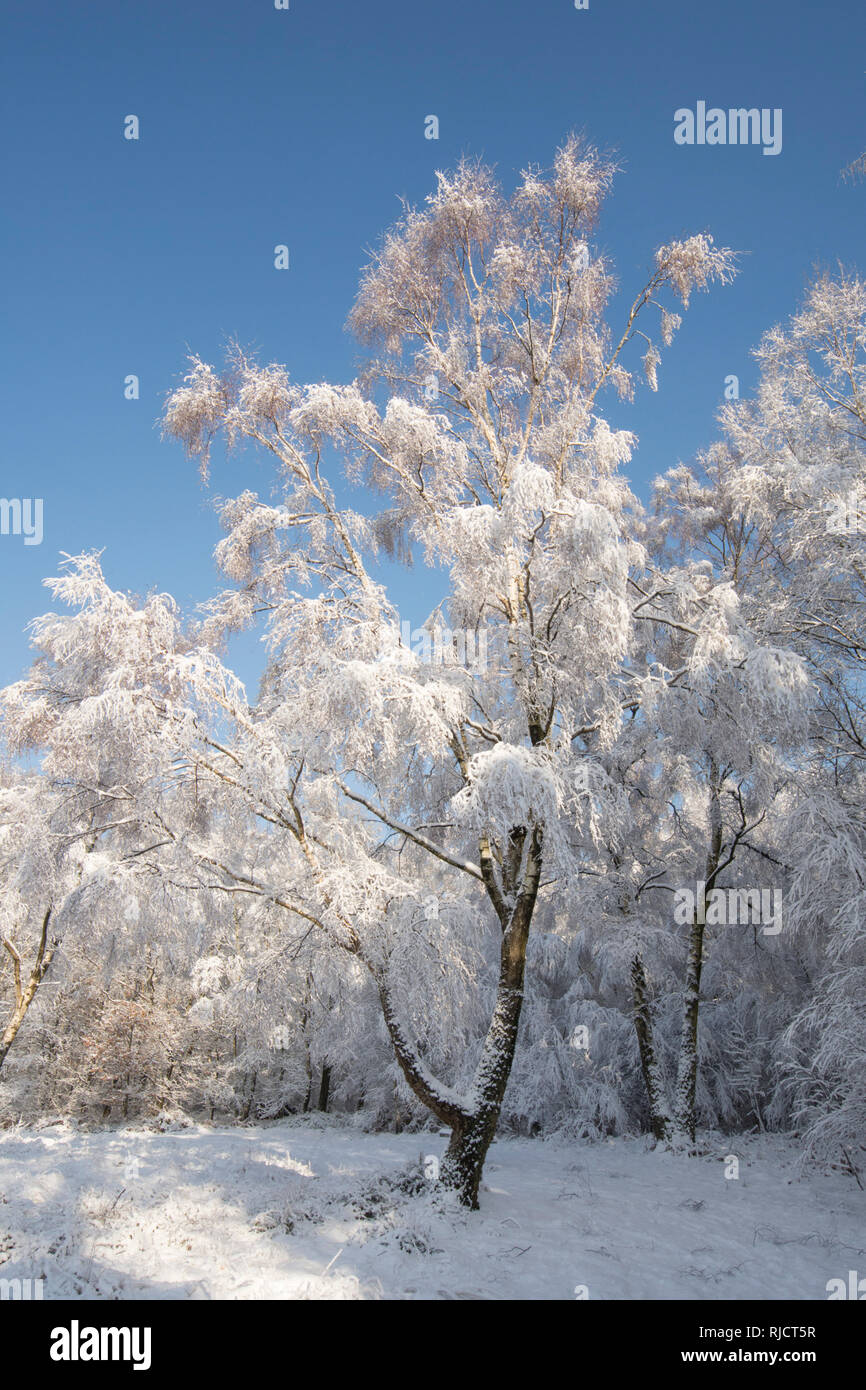 Ludshott Common High Resolution Stock Photography and Images - Alamy