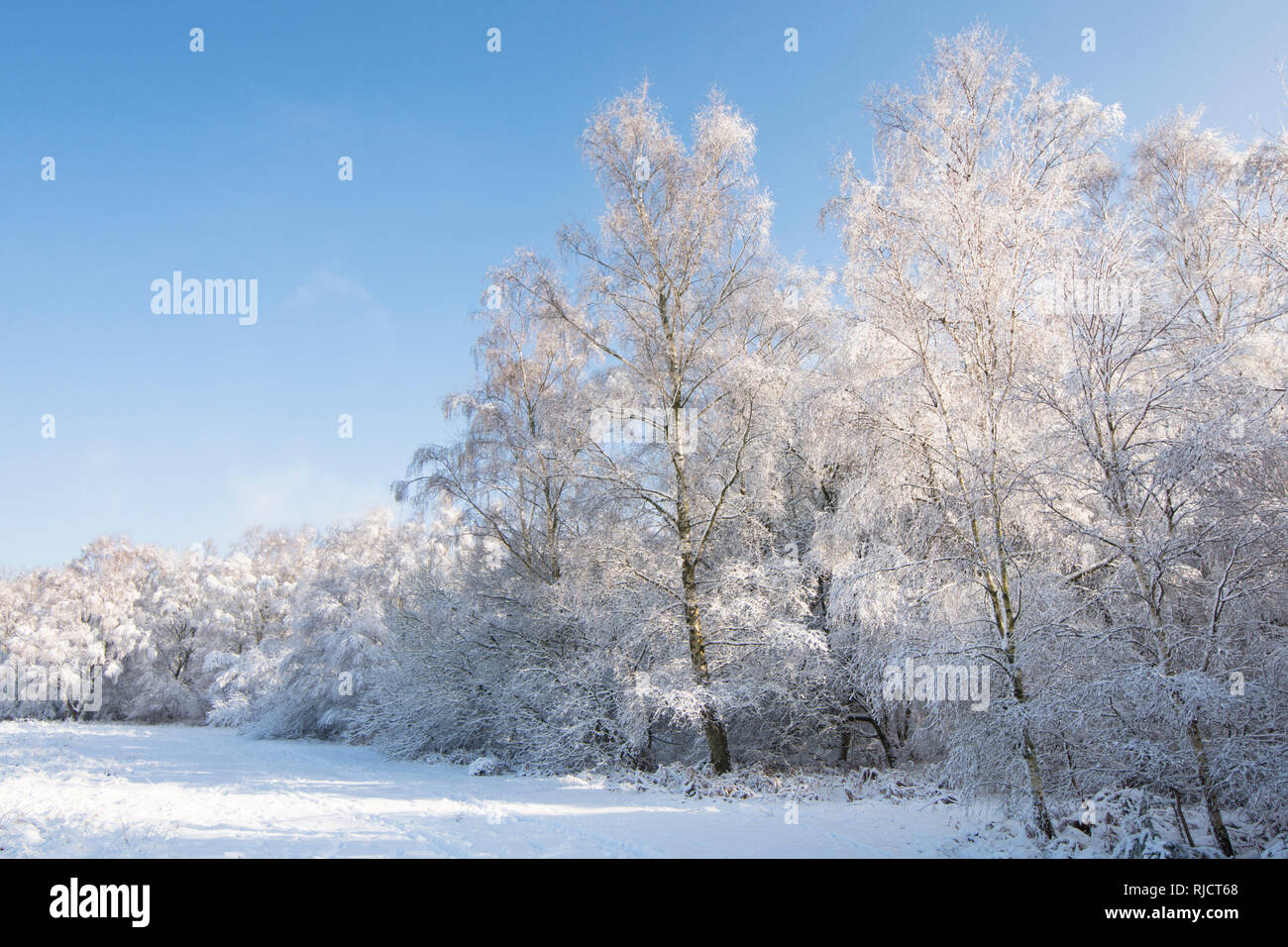 Ludshott Common, heavy snow cover of trees, blue sky, January, Surrey ...